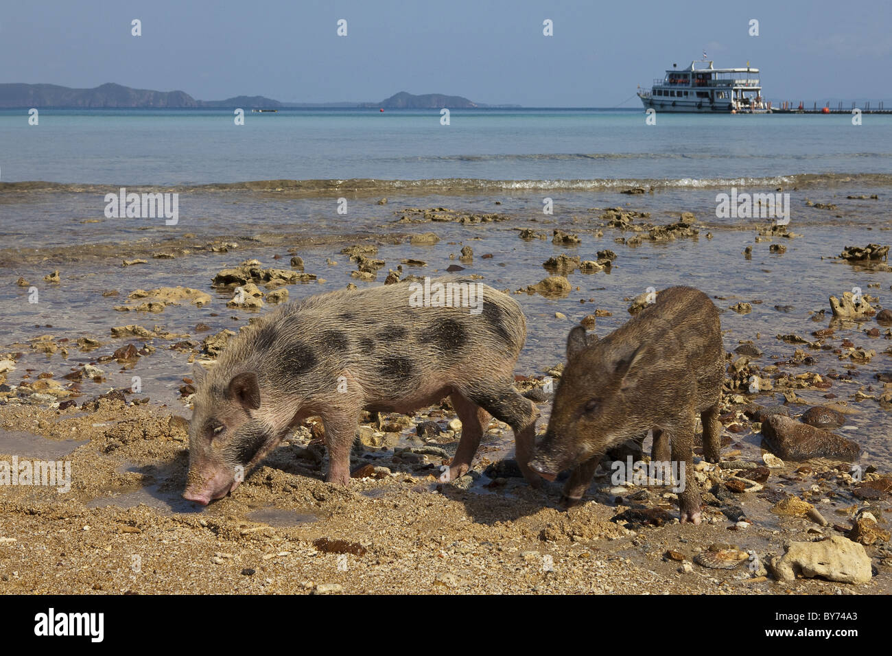 Young pigs on a beach of Koh Chang Island, Trat Province, Thailand ...