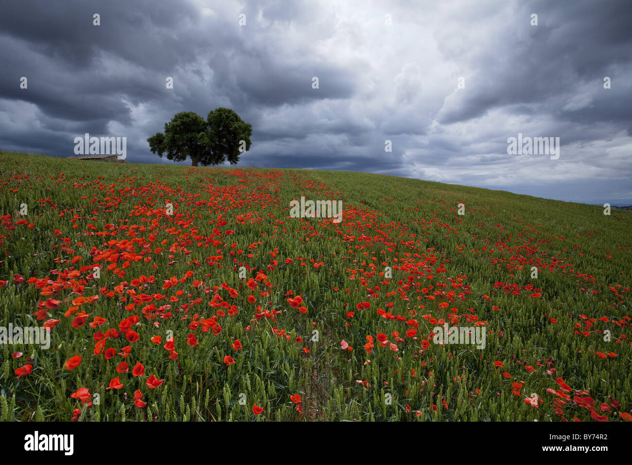 Camin De Santiago High Resolution Stock Photography and Images - Alamy