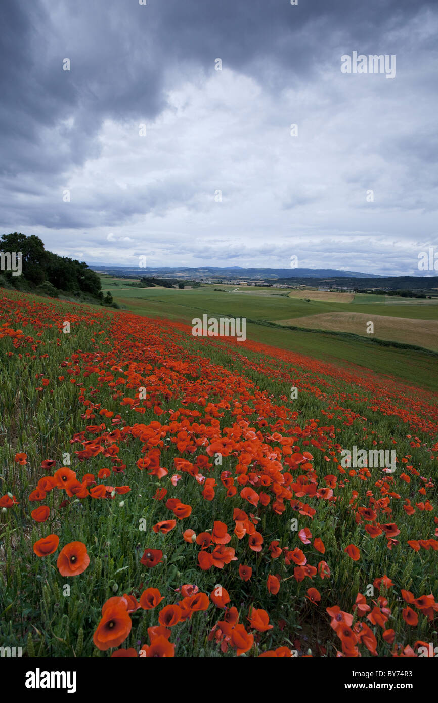 Poppy field full of corn poppies, near Uterga, Camino Frances, Way of ...
