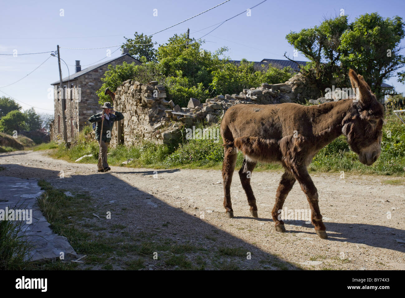 St james way animals hi-res stock photography and images - Alamy