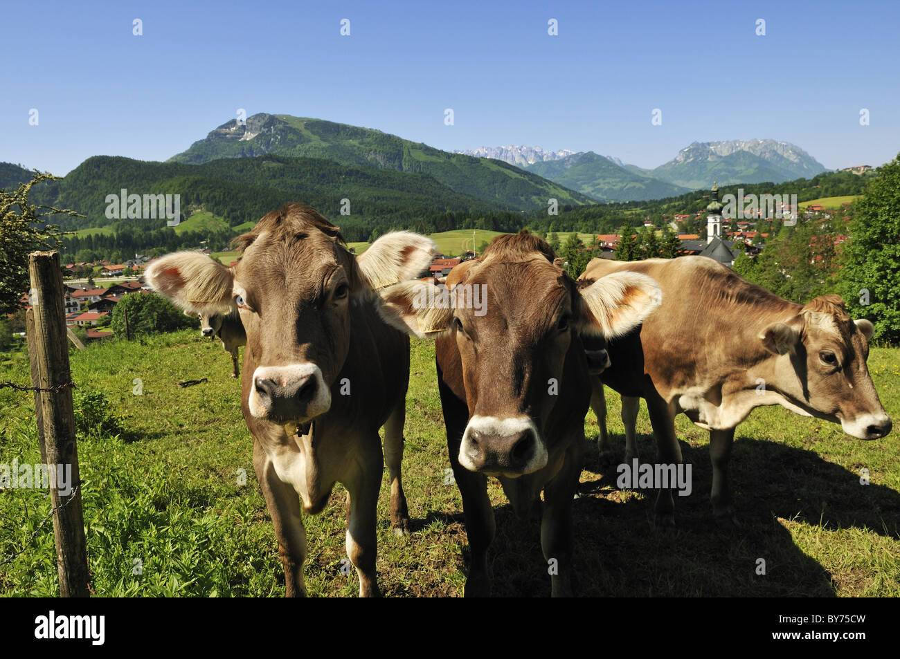 Cows out at feed at Reit im Winkl, Bavaria, Germany, Europe Stock Photo ...