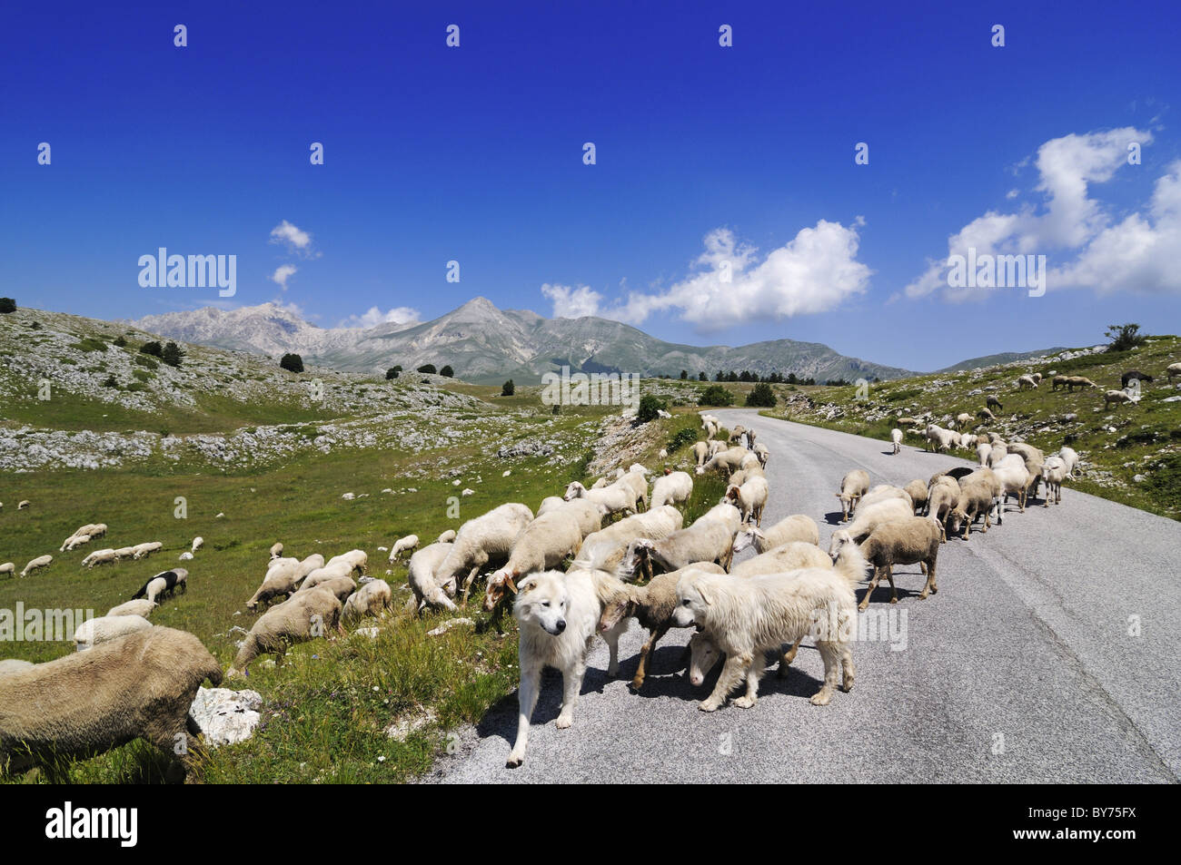 Flock of sheep with sheepdogs crossing country road, Campo Imperatore ...