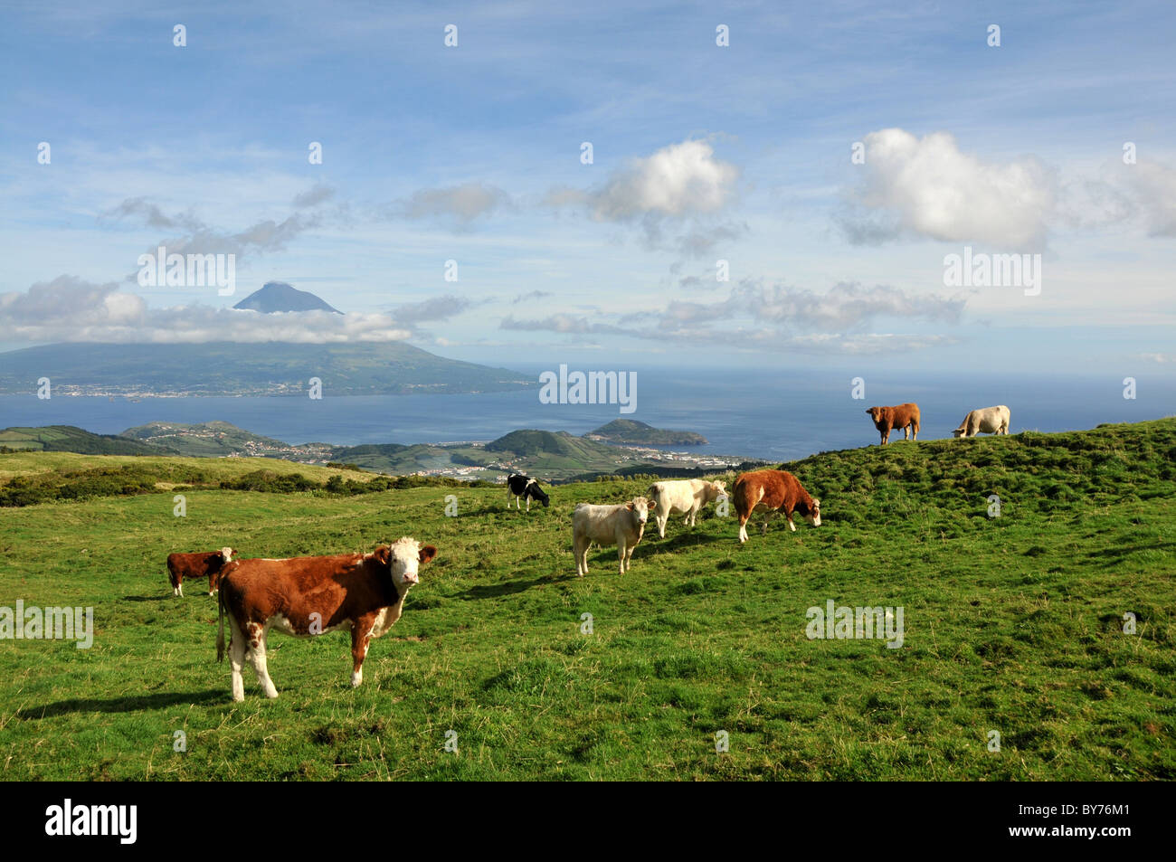 Cattle grazing pico island hi-res stock photography and images - Alamy