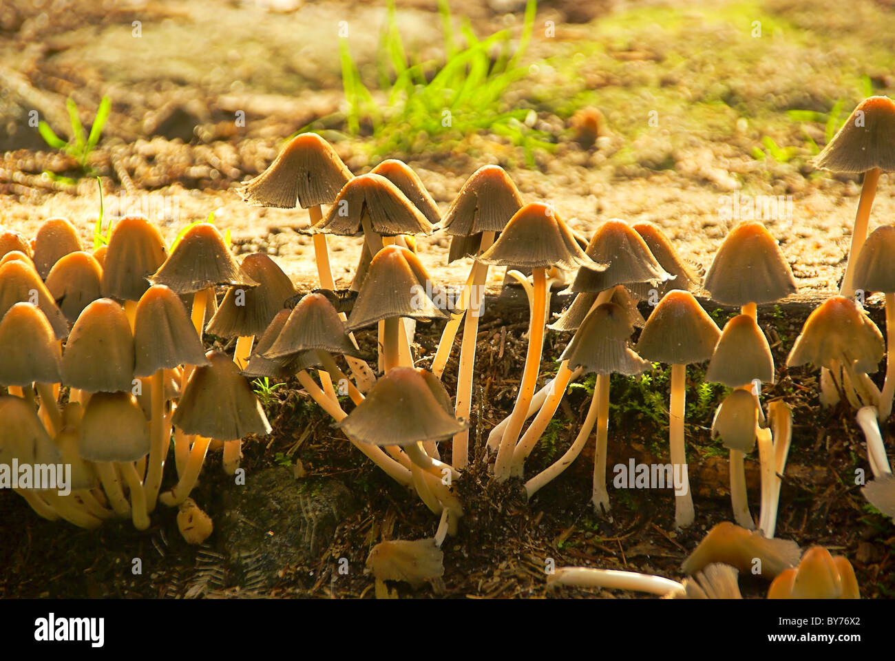 Kuehneromyces mutabilis fungi hi-res stock photography and images - Alamy