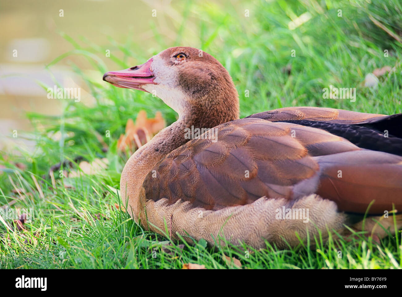 Wildgans - wild goose 01 Stock Photo - Alamy