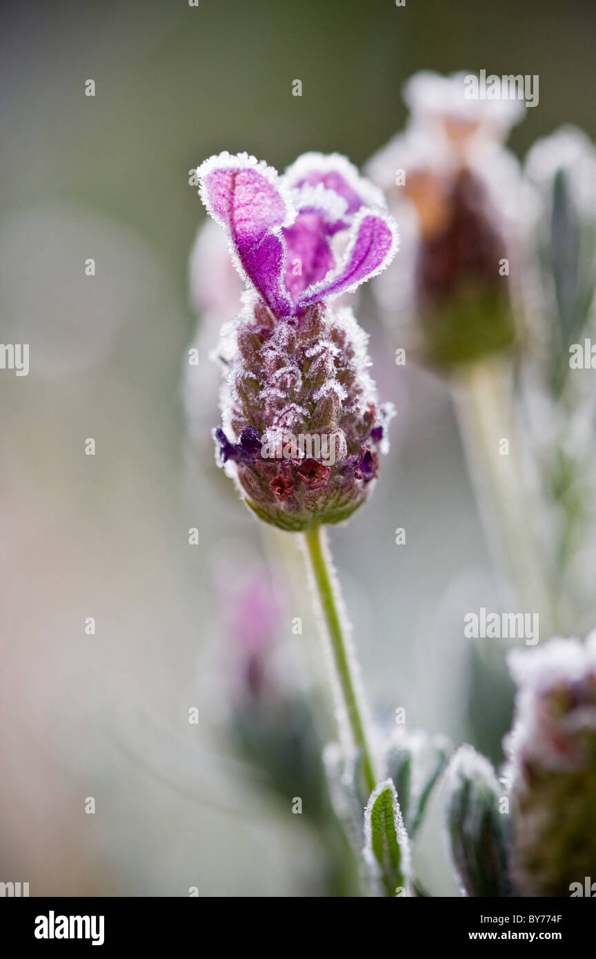 Lavender winter hi-res stock photography and images - Alamy