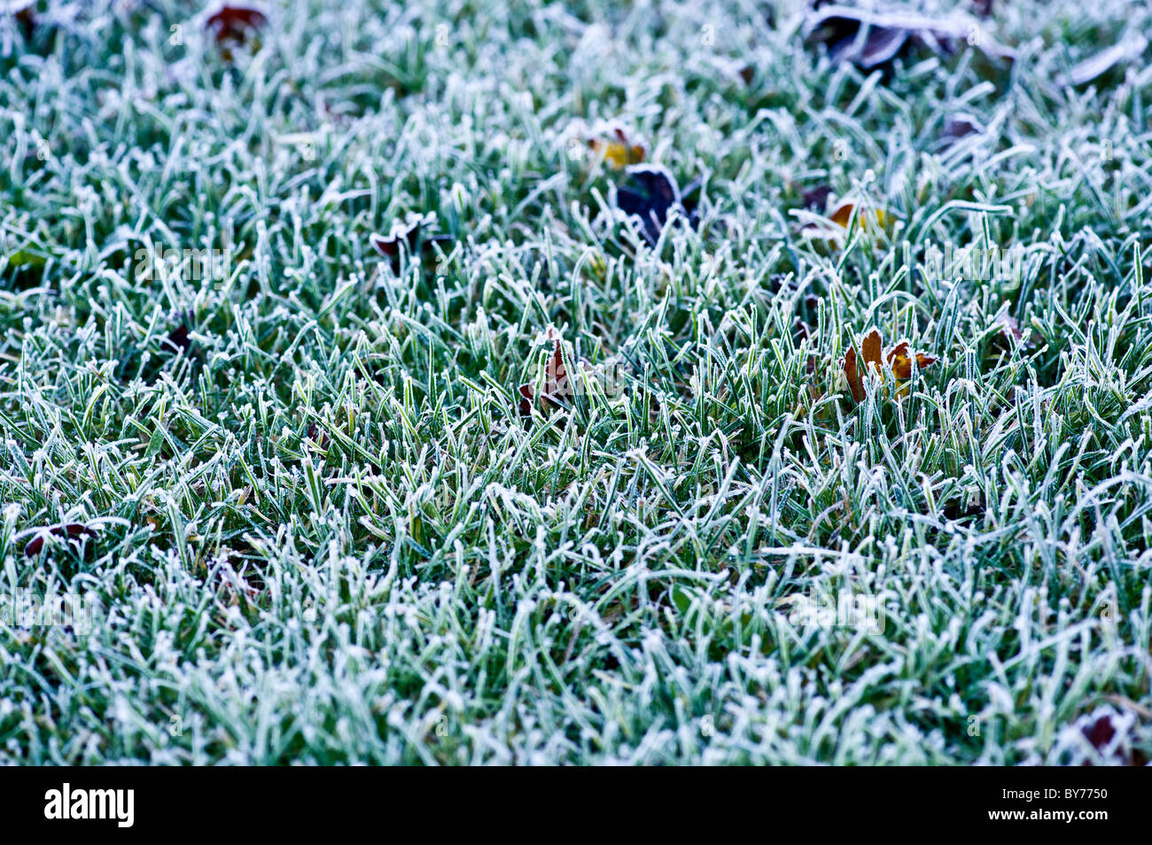 Frosty garden lawn hi-res stock photography and images - Alamy