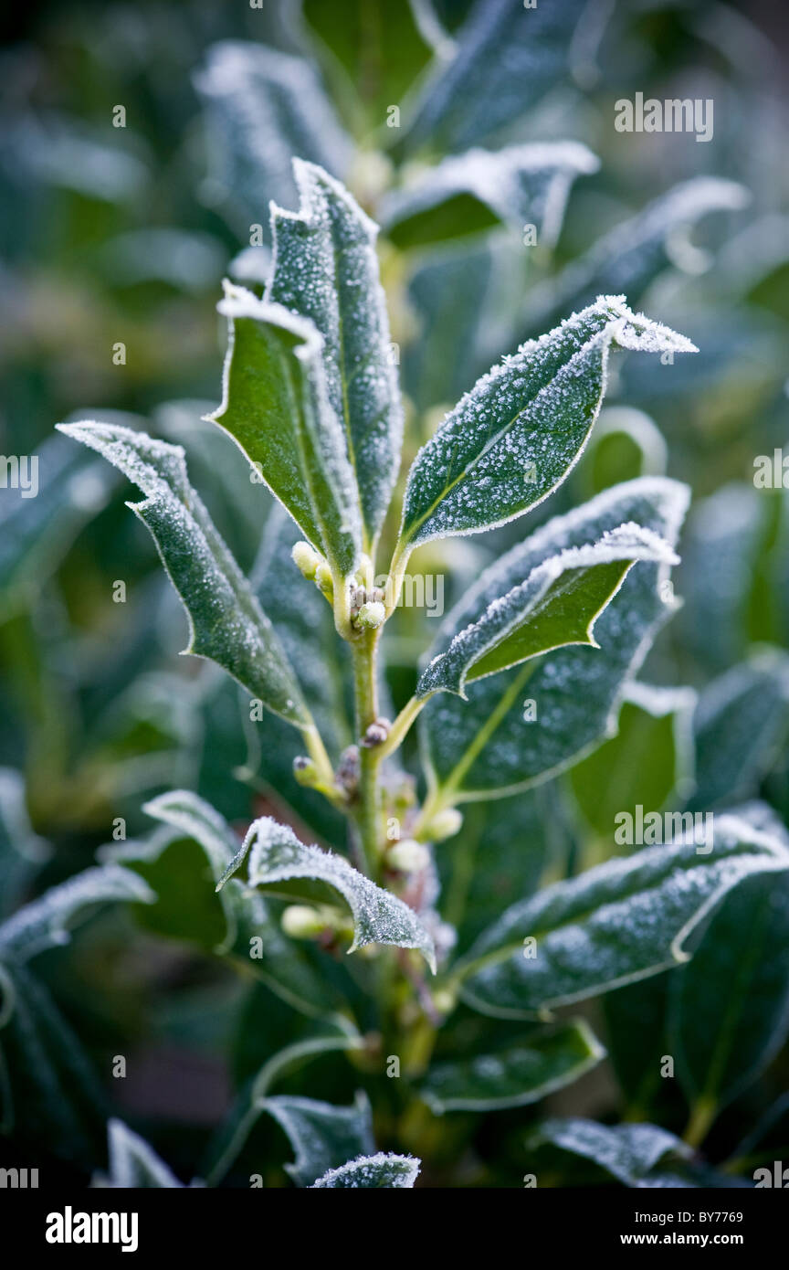 Frost on holly bush growing in a UK garden Stock Photo - Alamy