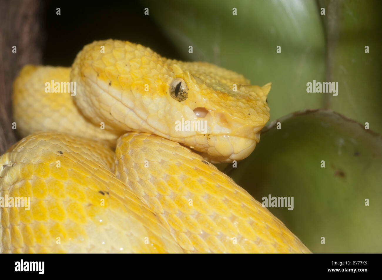 Eyelash Pit Viper Stock Photos & Eyelash Pit Viper Stock Images - Alamy
