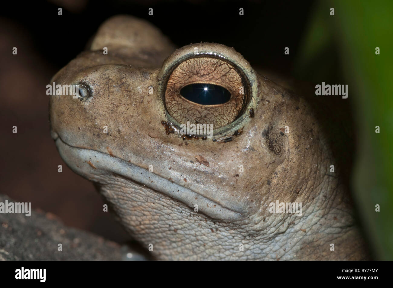 Toad Conservation High Resolution Stock Photography and Images - Alamy