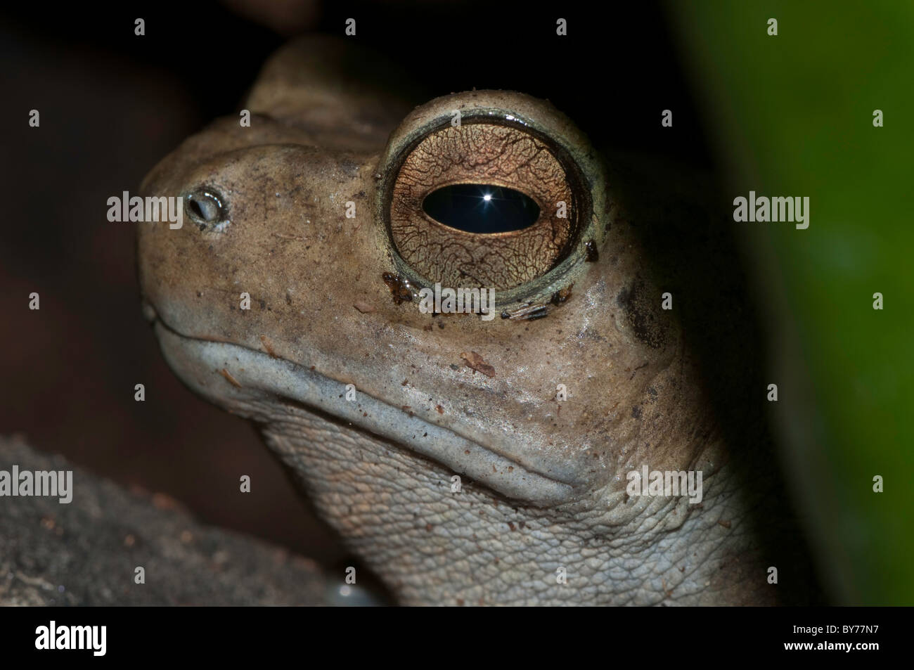 Toad Conservation High Resolution Stock Photography and Images - Alamy