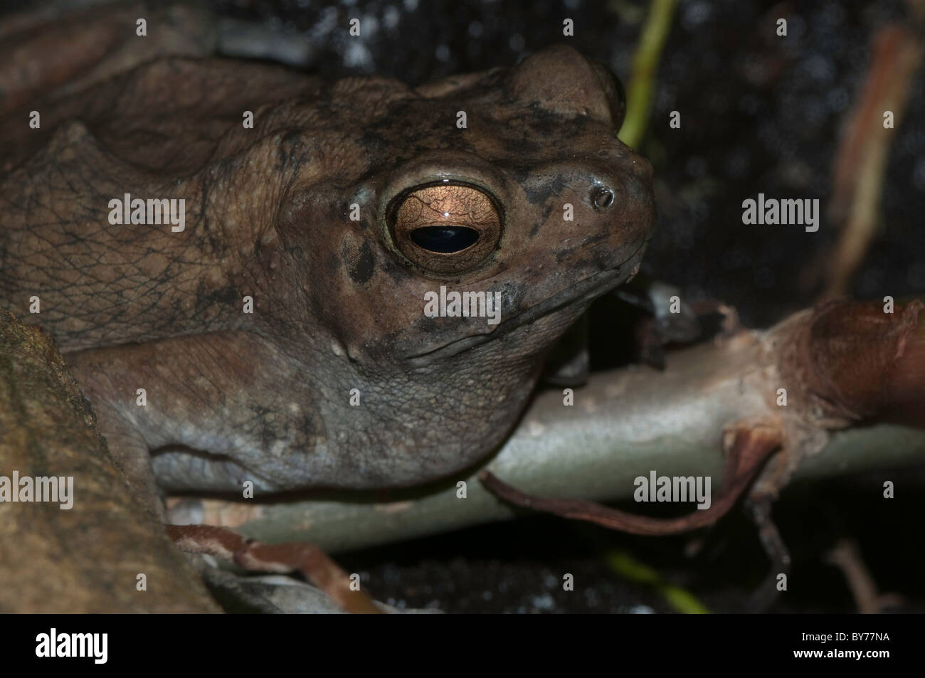 Malayan Tree Toad - Pedostibes hostii at Jersey Zoo, (Durrell Wildlife ...
