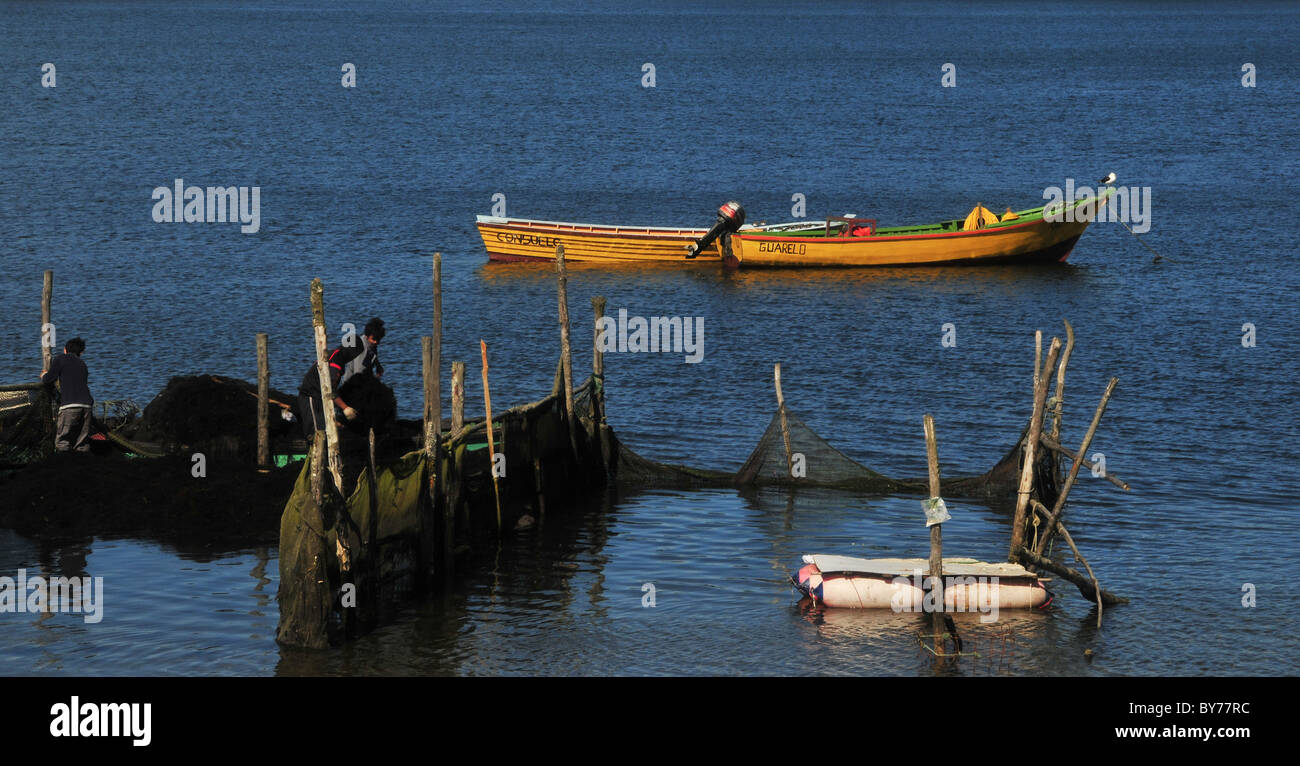 Three fishermen loading seaweed from farm cages into a small boat, dark ...
