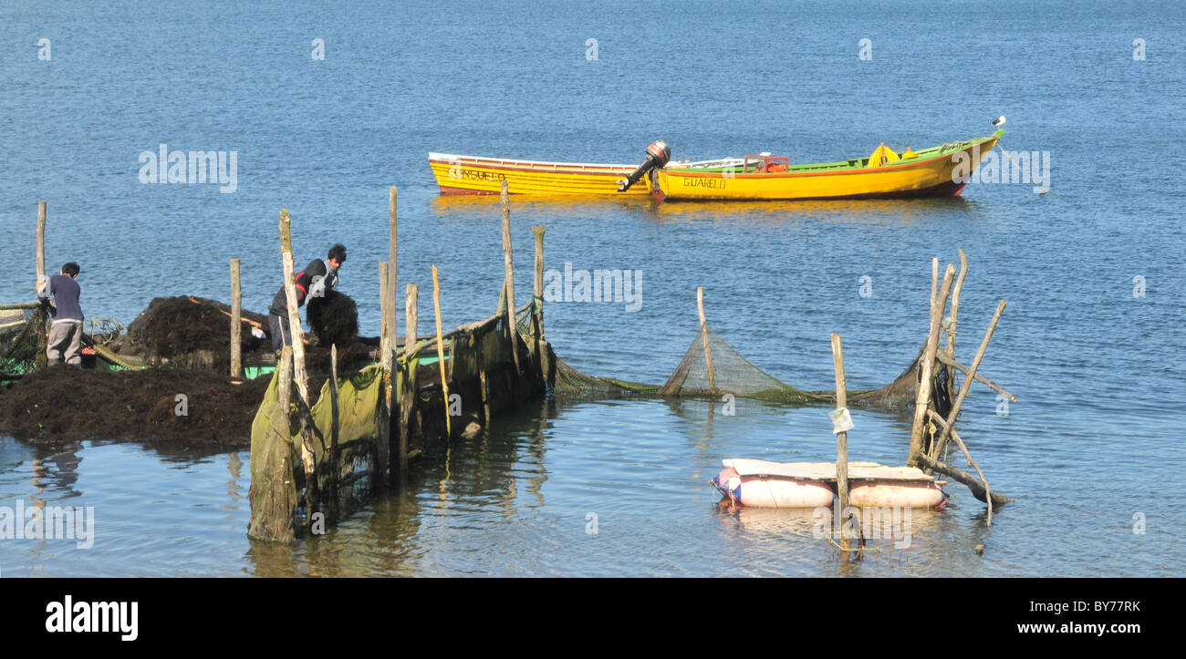Fishermen loading seaweed into a small boat from two farm cages in the ...