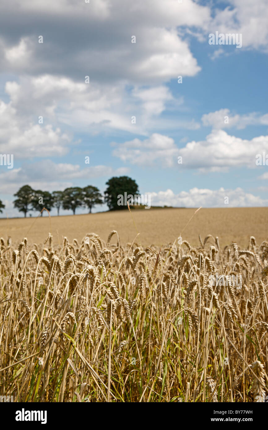 Windbreak trees farm hi-res stock photography and images - Alamy