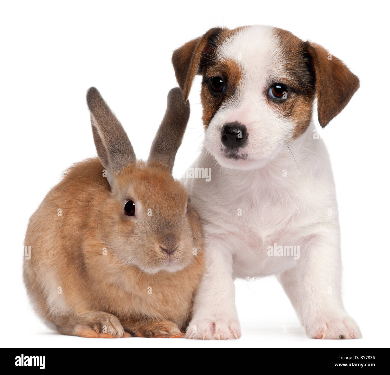 Jack Russell Terrier puppy, 2 months old, and a rabbit, in front of ...