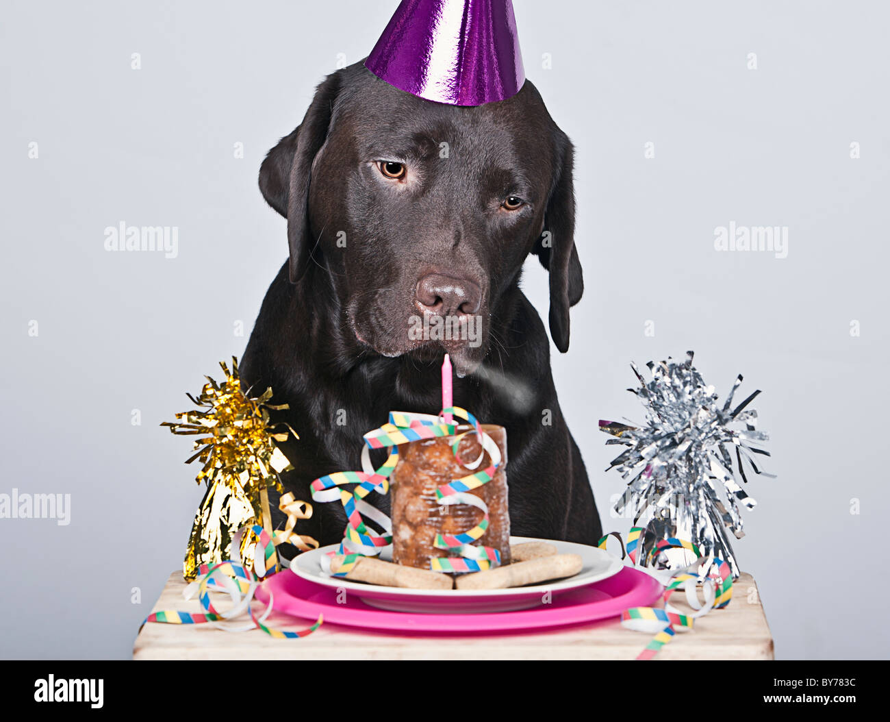 Chocolate Labrador blowing out birthday candle Stock Photo - Alamy