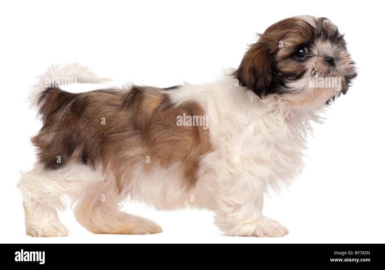 Brown and white Shih-tzu standing in front of white background Stock ...