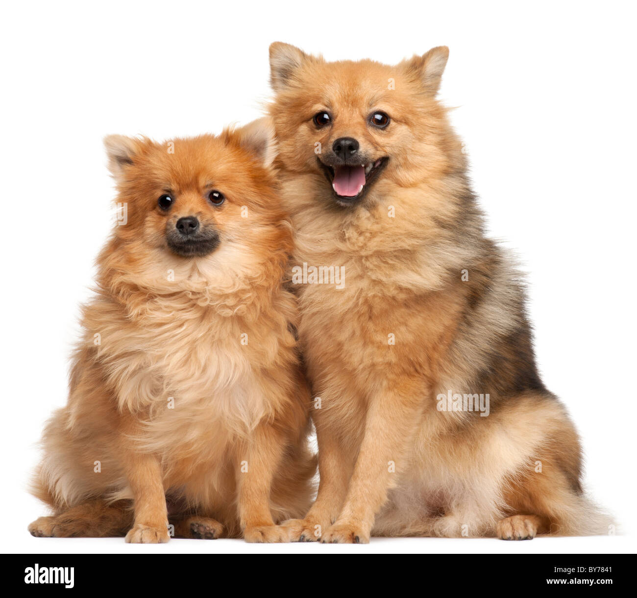 Two Spitz dogs, 1 year old, sitting in front of white background Stock ...