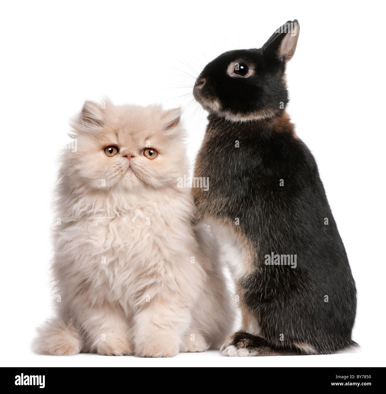 Rabbit standing on hind legs hi-res stock photography and images - Alamy