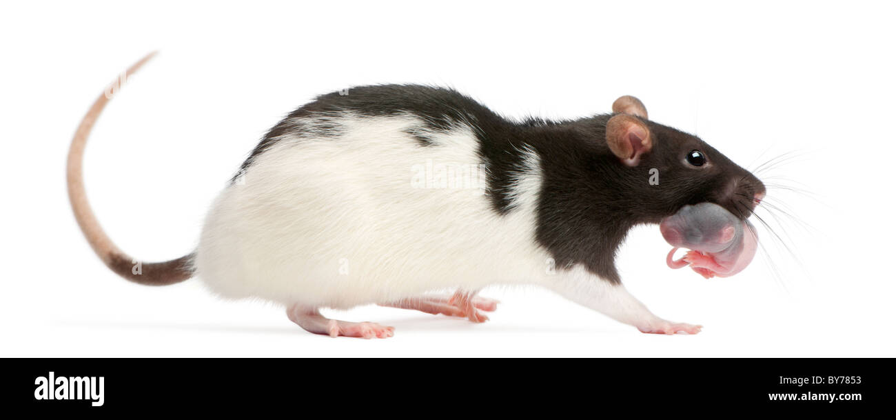 Baby rat hi-res stock photography and images - Alamy