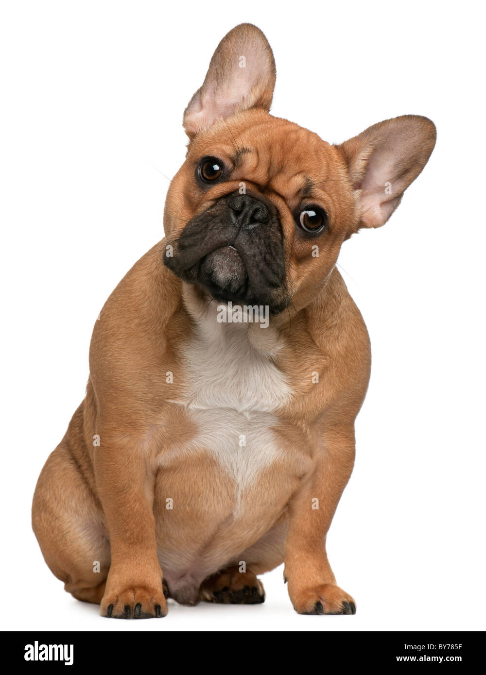 What Is A Sable French Bulldog at Jesse Gisborne blog