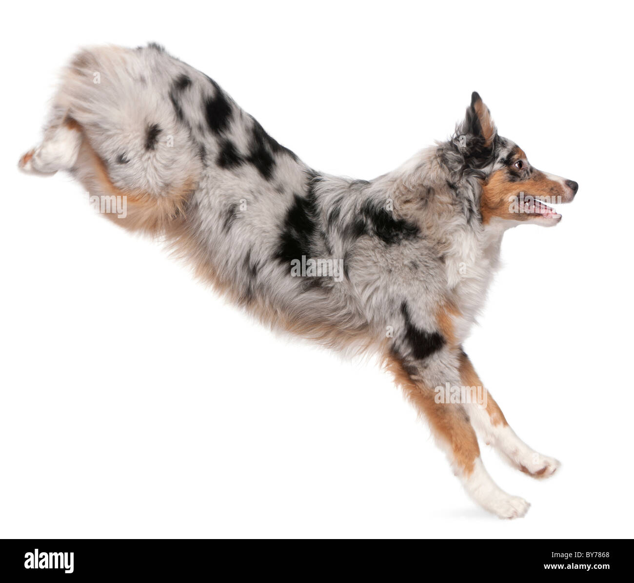 Australian Shepherd dog jumping, 7 months old, in front of white ...