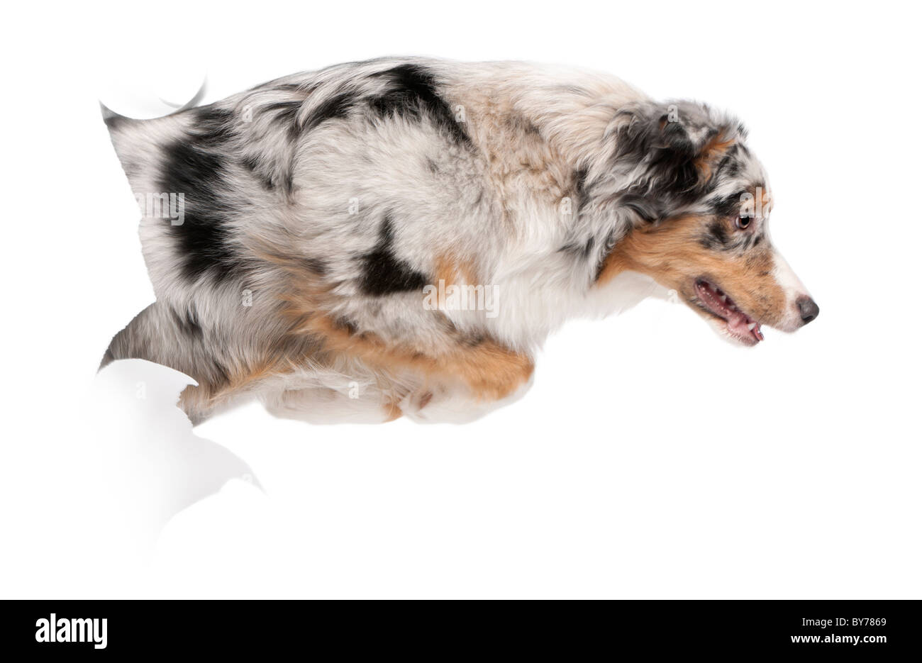 Australian Shepherd dog jumping out of white background, 7 months old ...