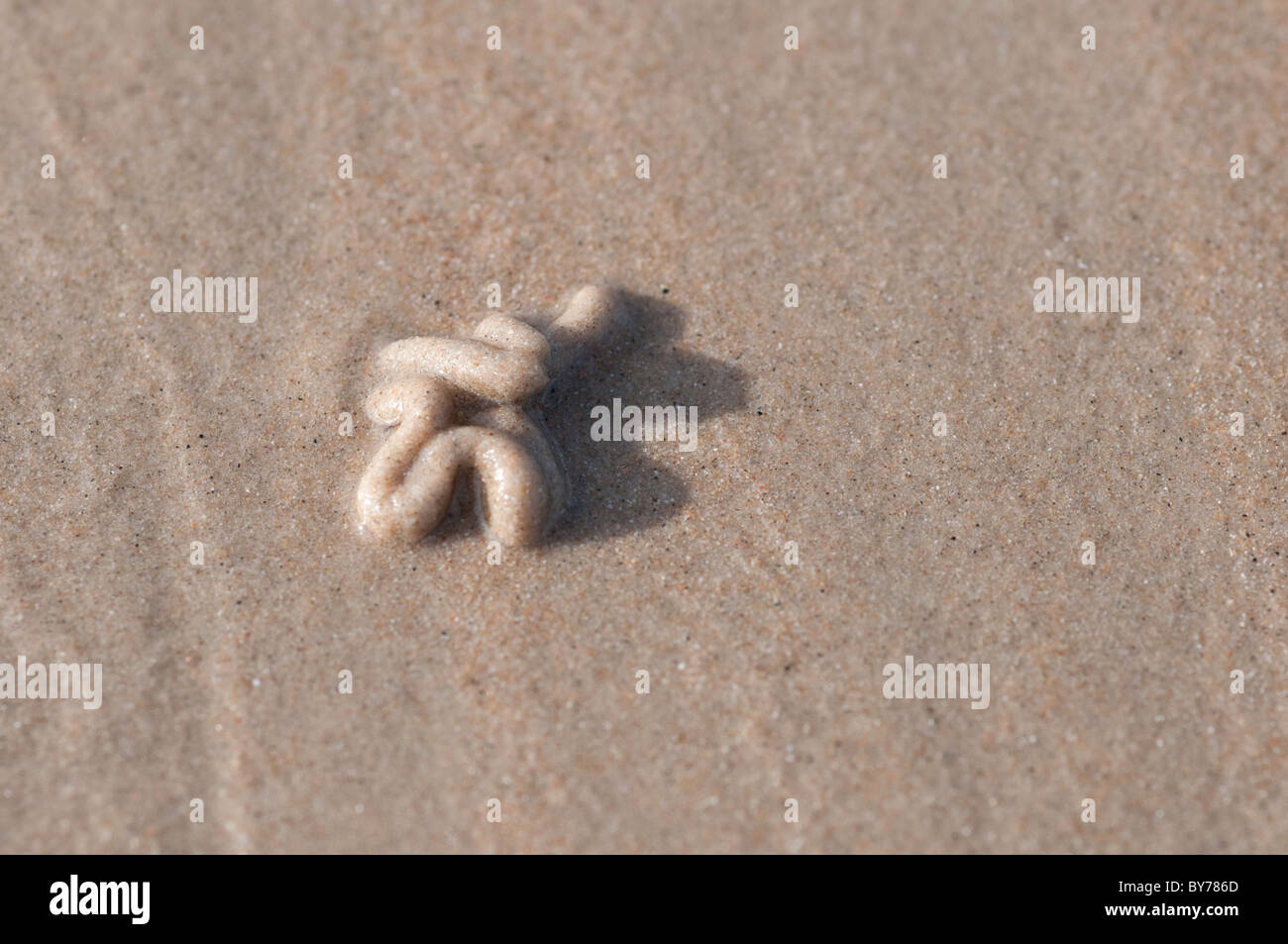 Worm cast hi-res stock photography and images - Alamy