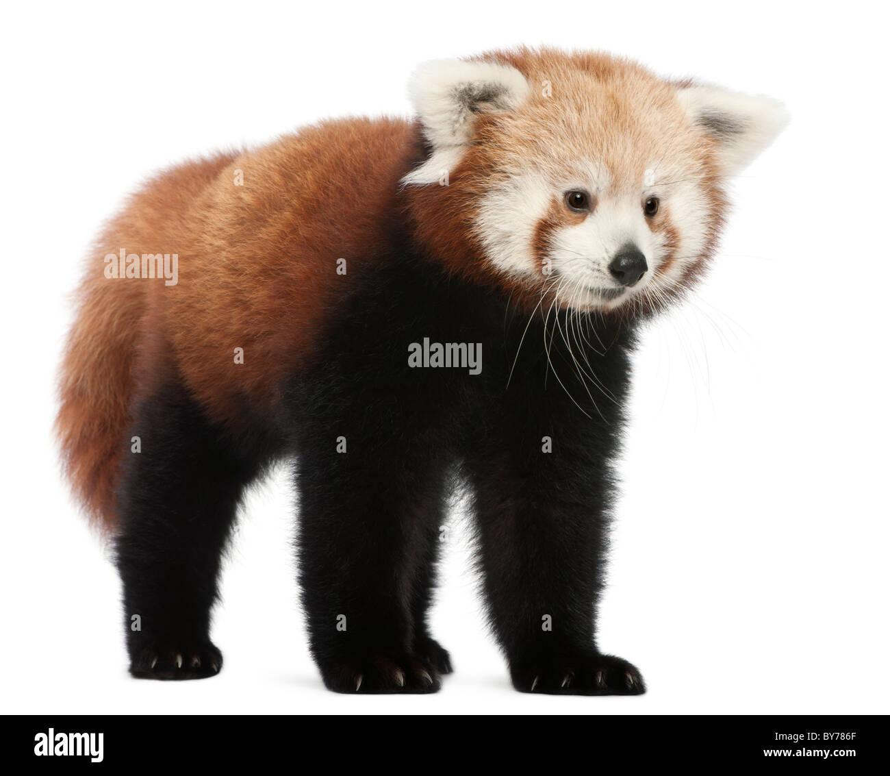 Red panda side view Cut Out Stock Images & Pictures - Alamy