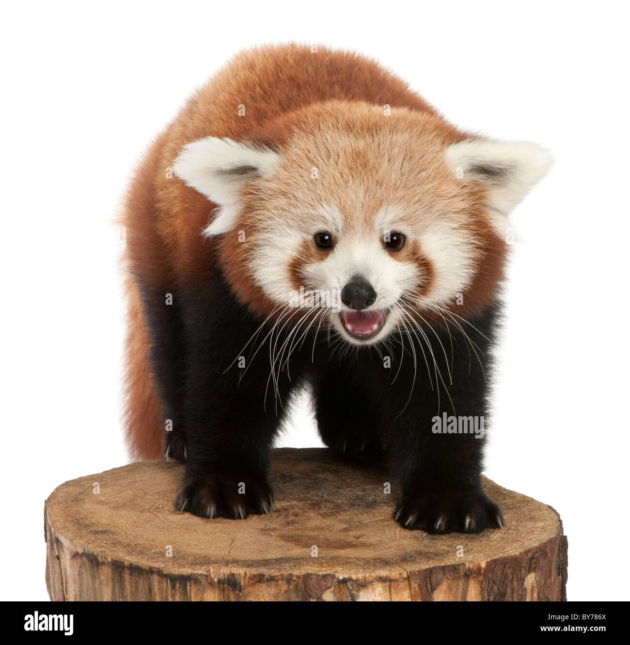 Young Red panda or Shining cat, Ailurus fulgens, 7 months old, on tree ...