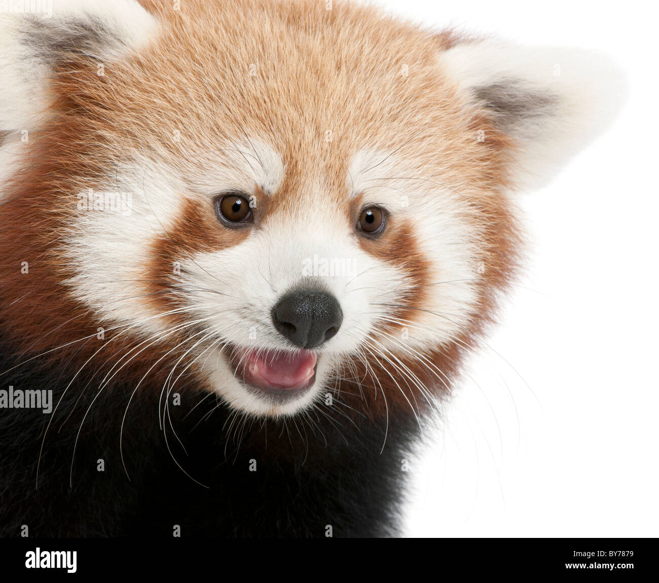 Panda bear teeth hi-res stock photography and images - Alamy