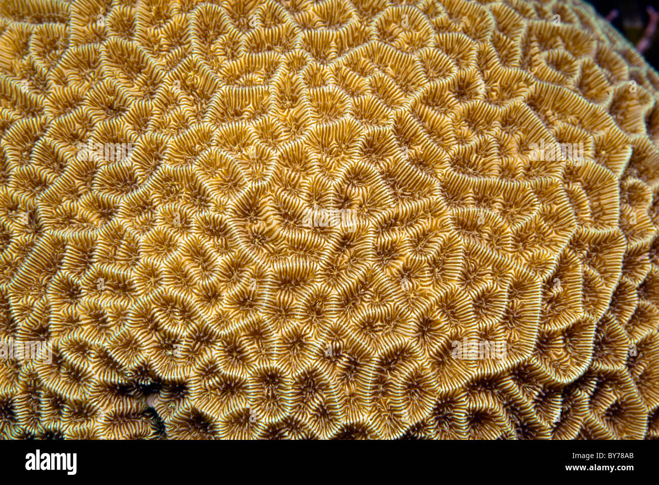 Brain coral close up hi-res stock photography and images - Alamy
