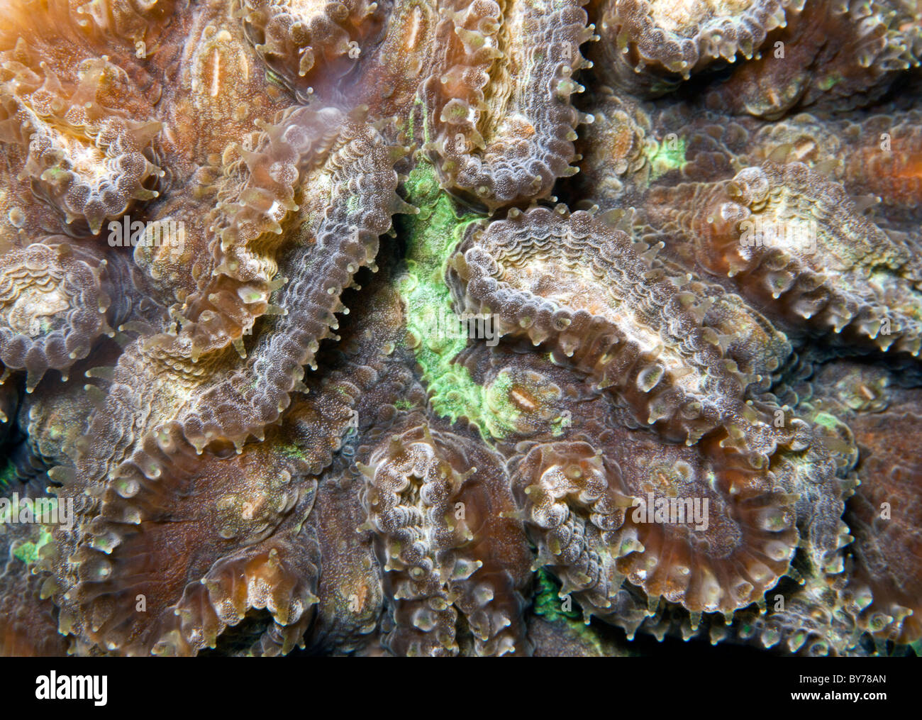 Flower coral close up at night with polyps extended Stock Photo - Alamy