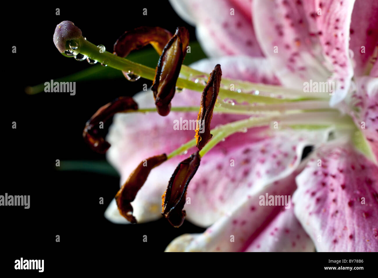 Studio images of Oriental lily stargazer on black background Stock ...