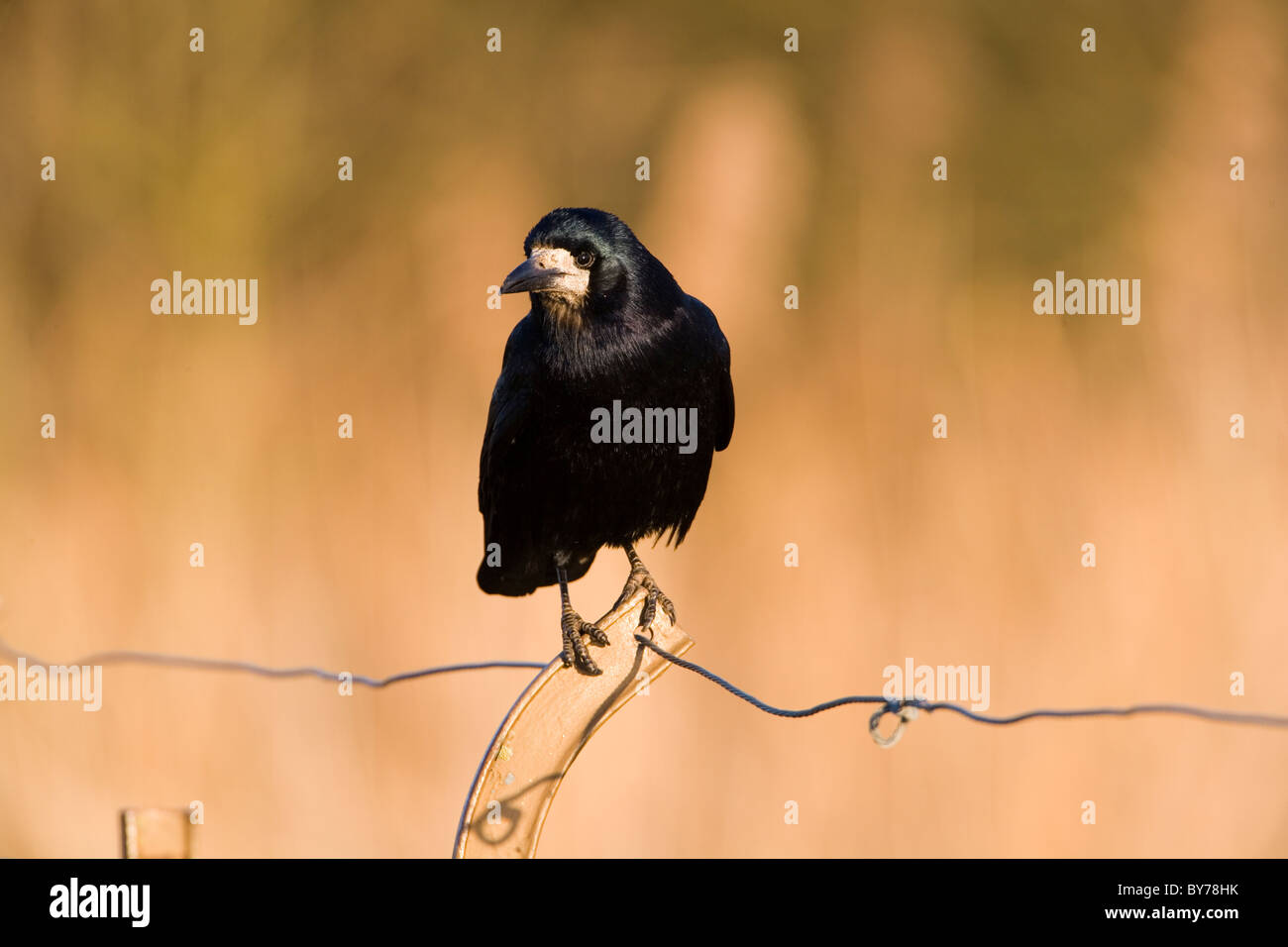 Rook bird hi-res stock photography and images - Alamy
