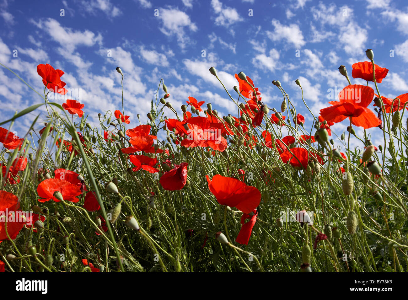 Poppies from below blue hi-res stock photography and images - Alamy