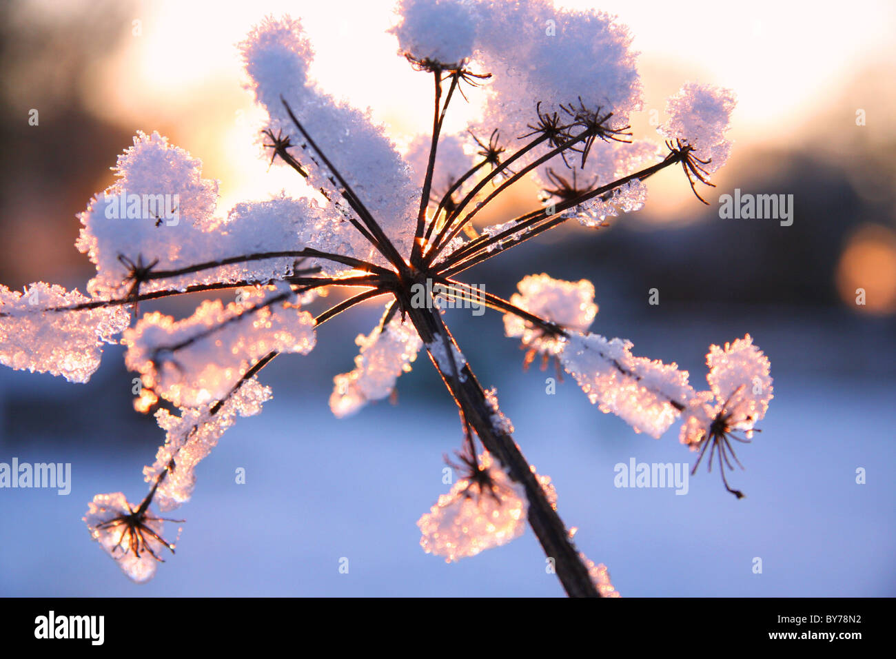 cow parsley seed head in winter covered in snow and ice Stock Photo - Alamy