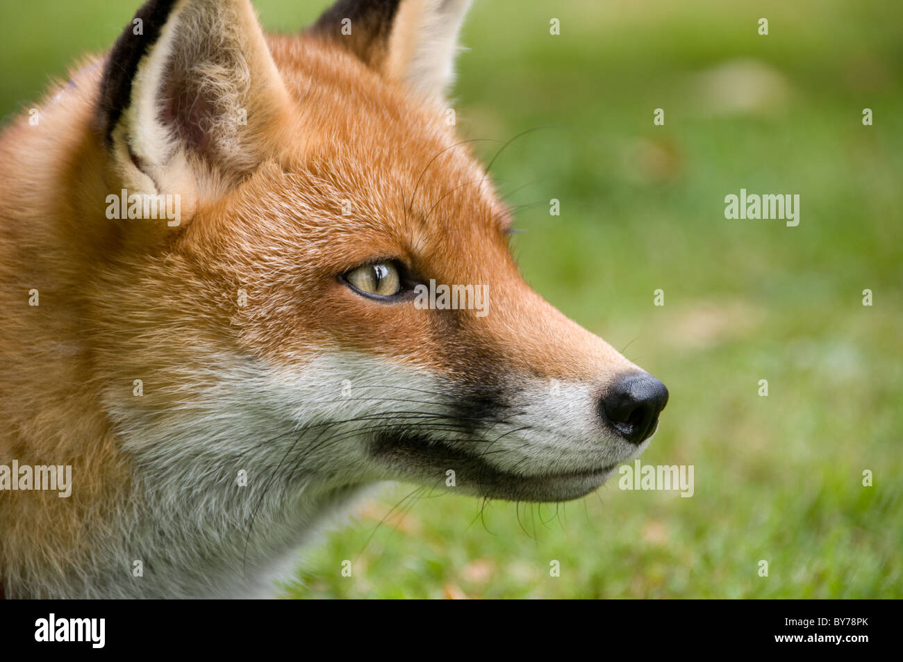 close-up portrait of fox Stock Photo - Alamy