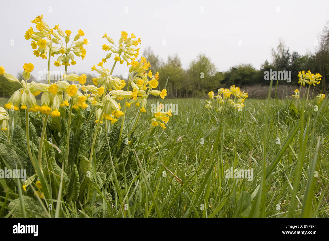 Large clump hi-res stock photography and images - Alamy