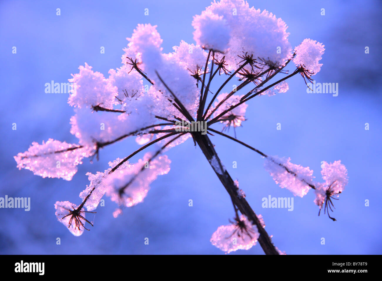 Cow parsley seed head hi-res stock photography and images - Alamy