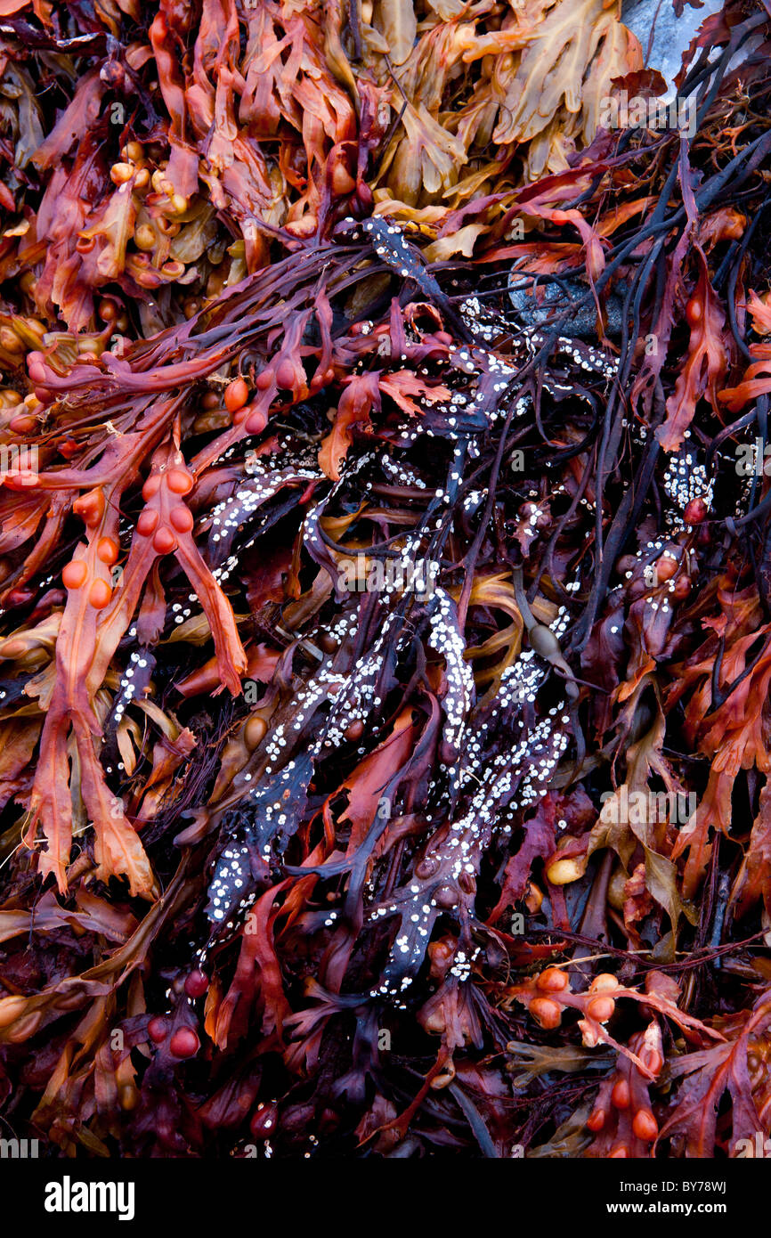 Deep coloured seaweed at low tide Stock Photo - Alamy