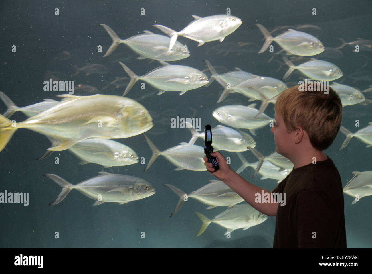 Atlanta Georgia,Pemberton Place,Georgia Aquarium,attraction,fish ...