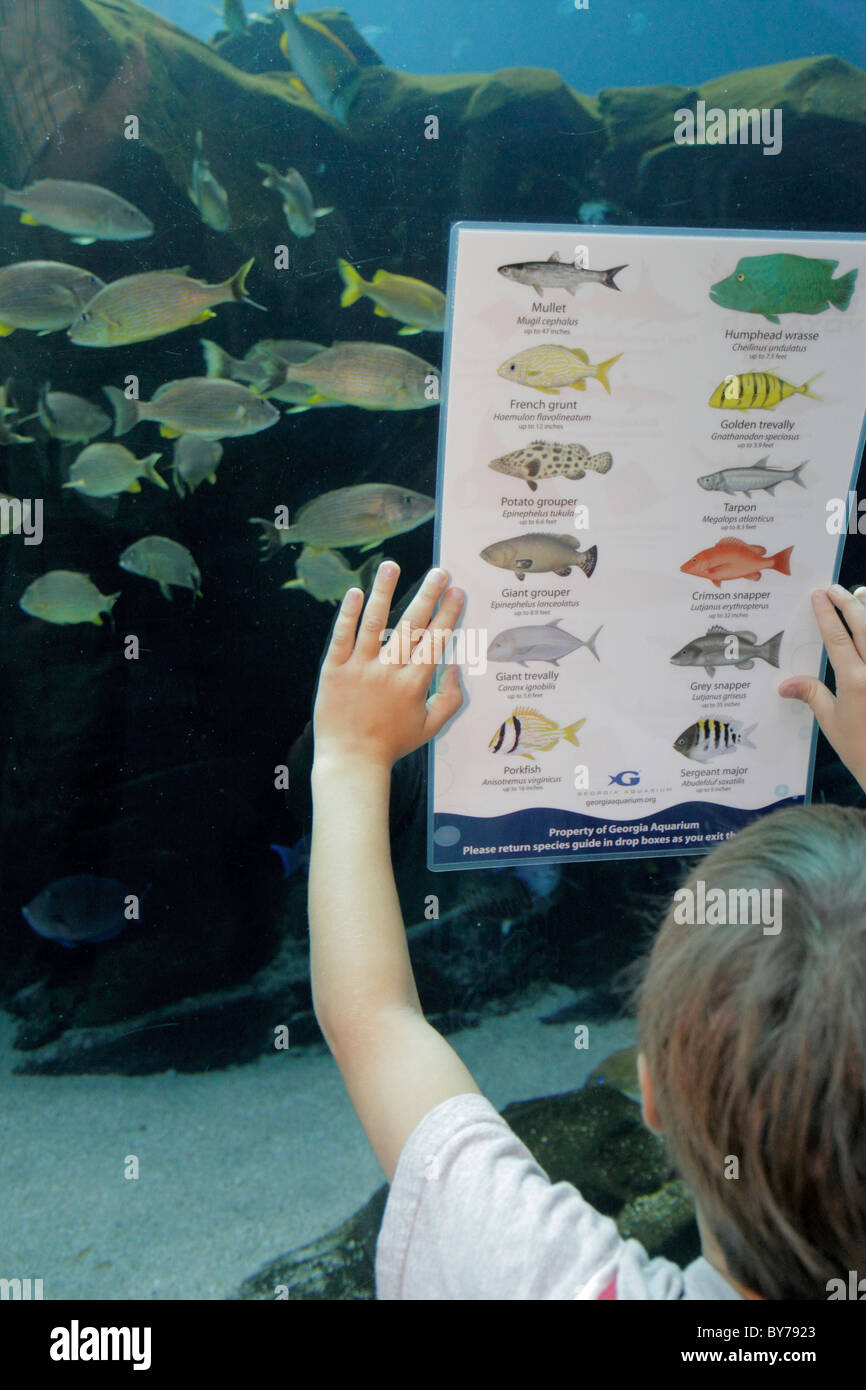 Saltwater Aquarium Fish Identification