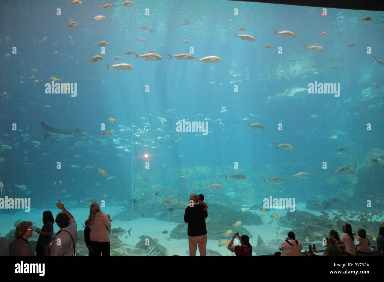 Atlanta Georgia,Pemberton Place,Georgia Aquarium,saltwater habitat ...