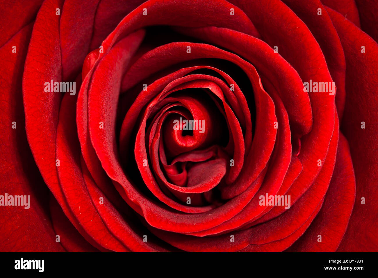 macro image of a red rose, from above Stock Photo - Alamy