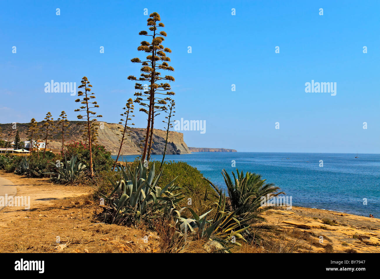 Portugal Playa De Luz Century Plants Stock Photo - Alamy