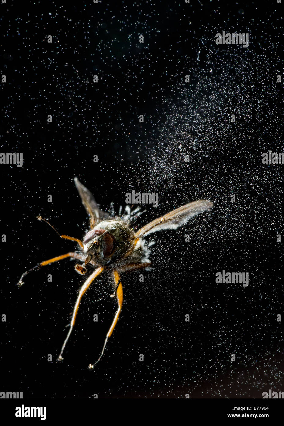Fly against black background Stock Photo - Alamy