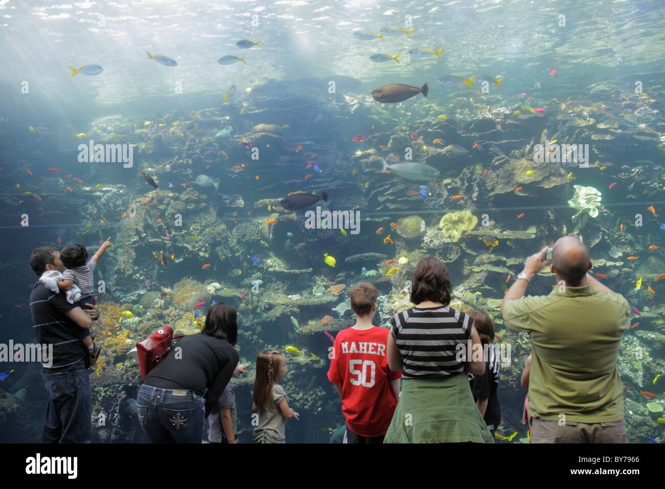 Atlanta Georgia,Pemberton Place,Georgia Aquarium,habitat,marine life ...