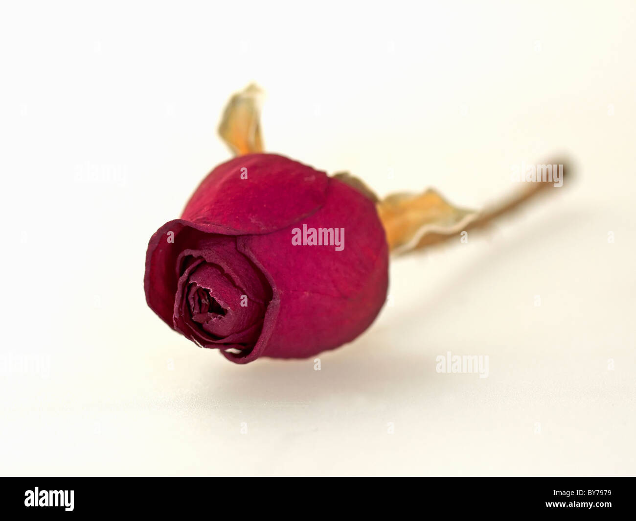 Dried Red rose laying on a white background Stock Photo - Alamy